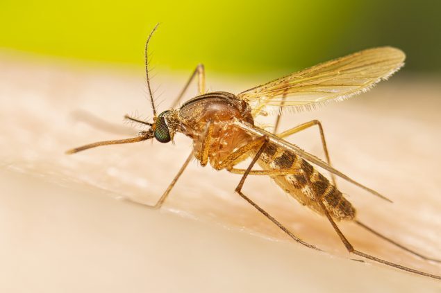 West nile mosquito store